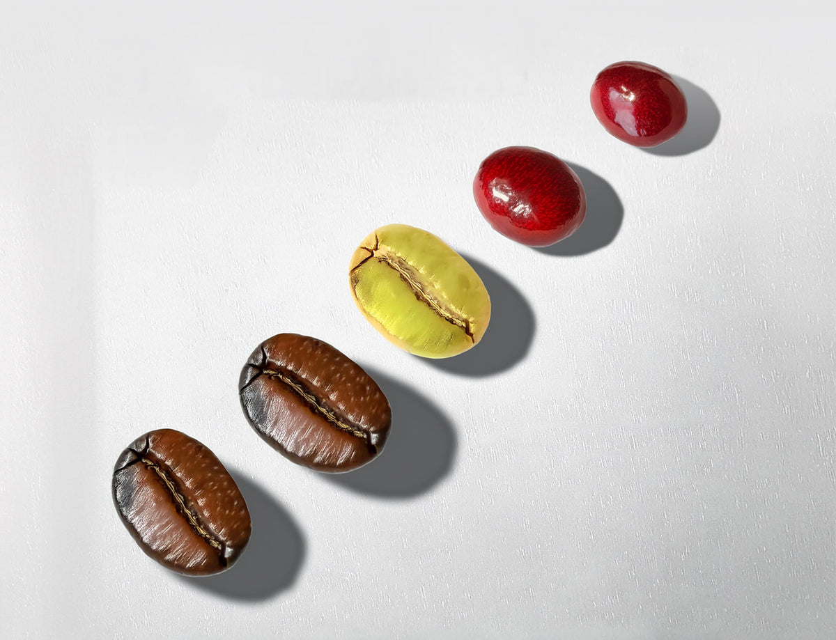 The Journey of a Coffee Bean – Taylor Lane