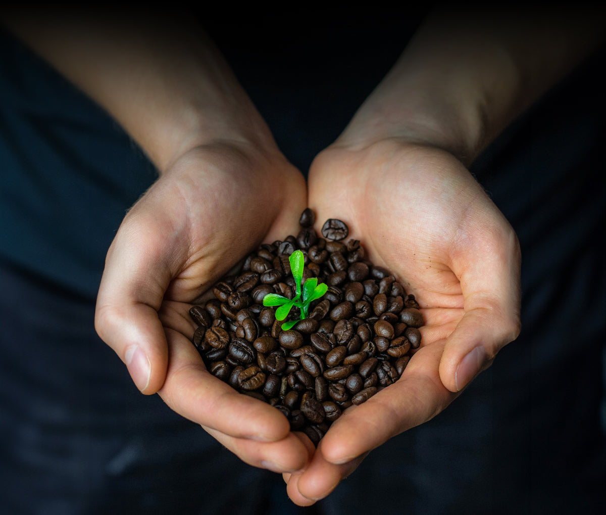 How to Keep Your Coffee Fresh For Longer [7 Storage Tips] – Taylor Lane